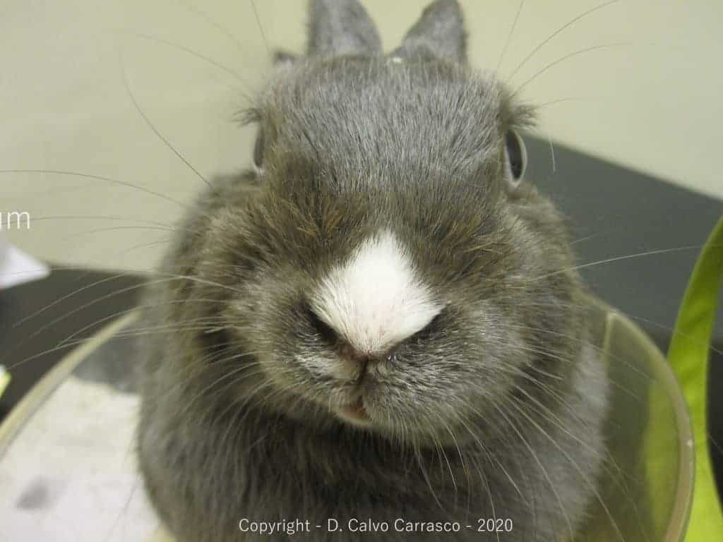 Rabbit otitis externa case study