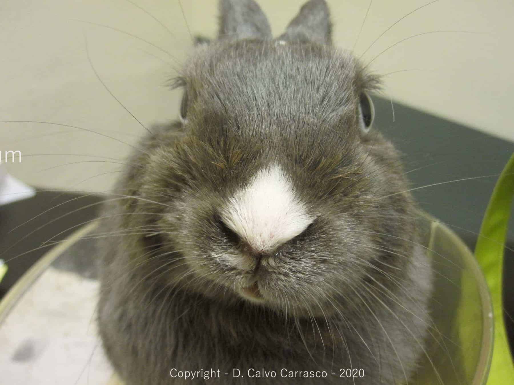 Rabbit otitis externa case study