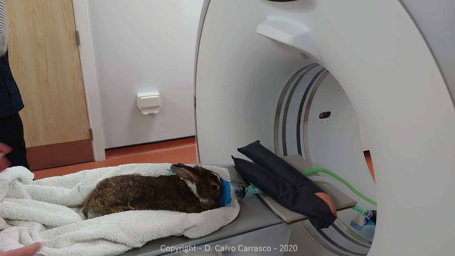 Rabbit otitis externa case study