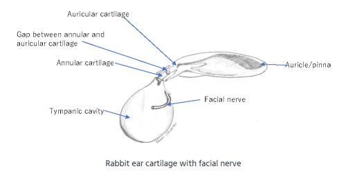 Rabbit otitis externa case study