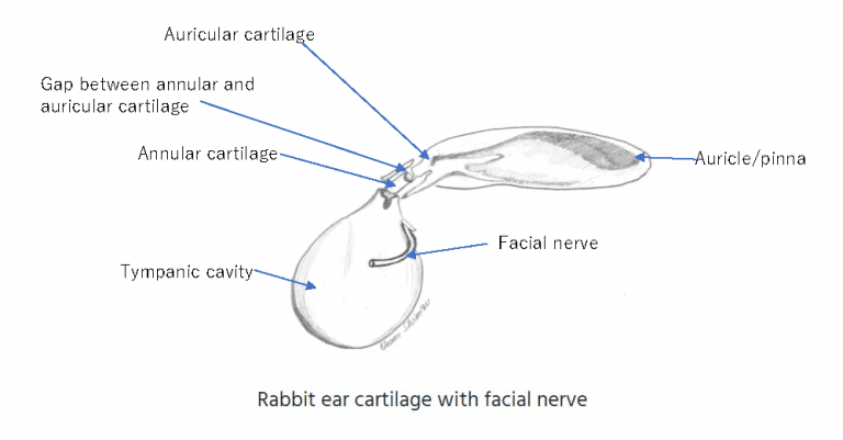 Rabbit otitis externa case study